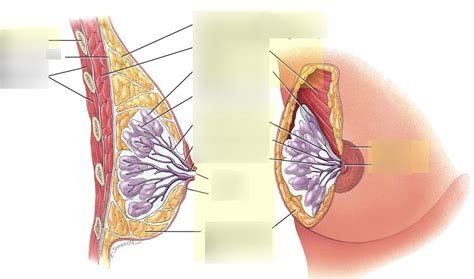 Exam 7 Urinary And Reproductive Diagram 7 Diagram Quizlet