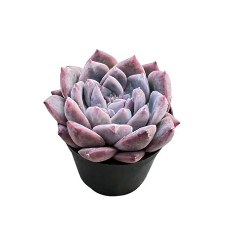 Echeveria Ice Swan The Next Gardener Thenextgardener