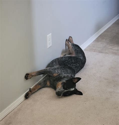 Zuko Sleeps In The Most Amusing Positions Raustraliancattledog