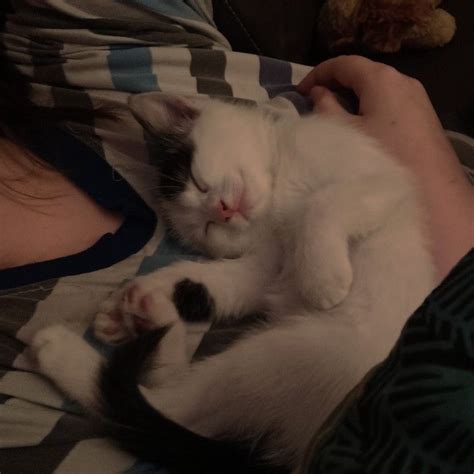 Curvy Kitty Sleeping Самые смешные картинки Фотографии профиля Картинки