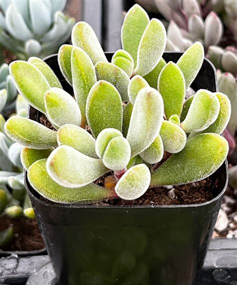 Trailing Hanging Succulents Page 2