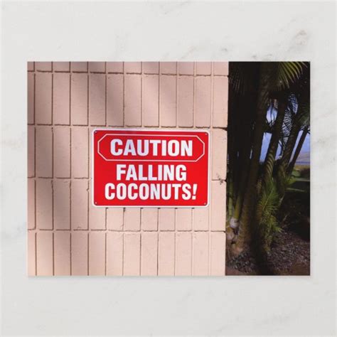 Caution Falling Coconuts Postcard