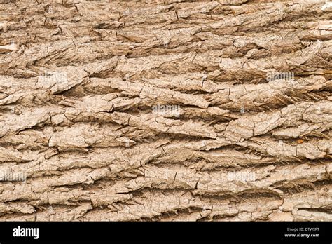 Tree Stump Background Stock Photo Alamy