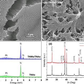 A B Scanning Electron Microscopy SEM Images Of TiO Nanotube Download Scientific Diagram