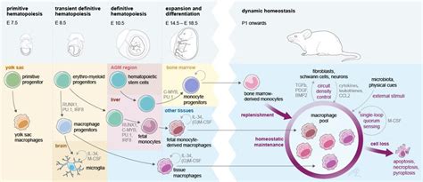 Perinatal Development Of Innate Immune Topology Primal