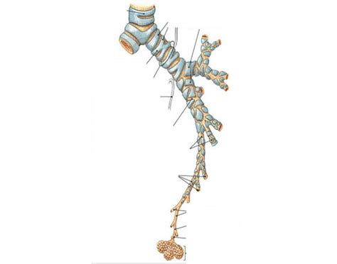 Bronchi Branches Quiz