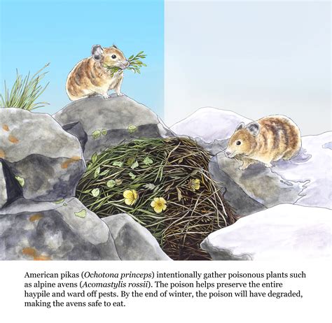 Science Illustration — Jessica French