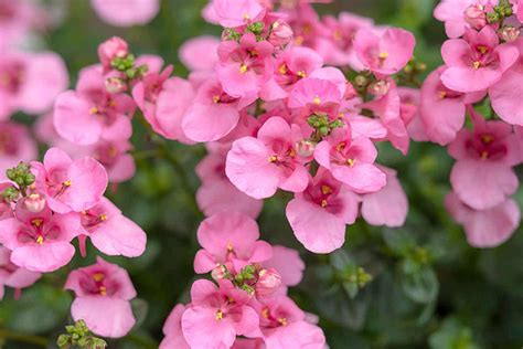 20 Mejores Plantas Colgantes Resistentes Al Sol Para Decorar Balcones Y
