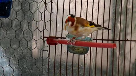 كيفية تقديم الدود لطائر الحسون Youtube