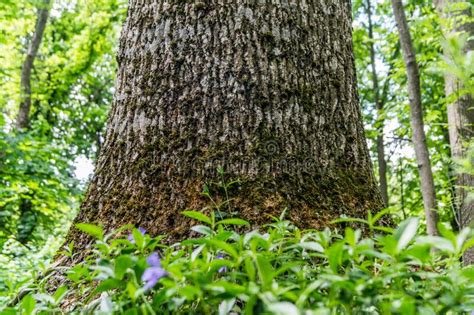 The Lower Part Of The Trunk Of A Large Tree In A Luxurious Forest Stock