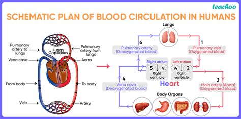 Bio Draw Schematic Representation Of Transport Exchange Of Oxygen