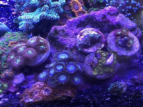 G Rimless With Suspended Canopy Page Tank Builds Austin Reef Club
