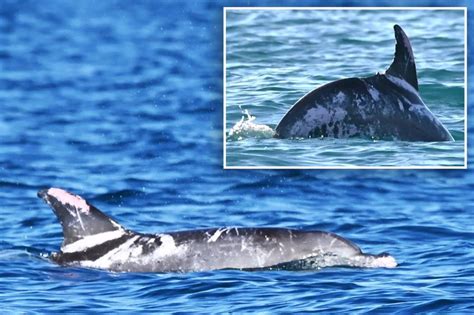 World Cetacean Alliance On Linkedin One Of The Worlds Rarest And Most