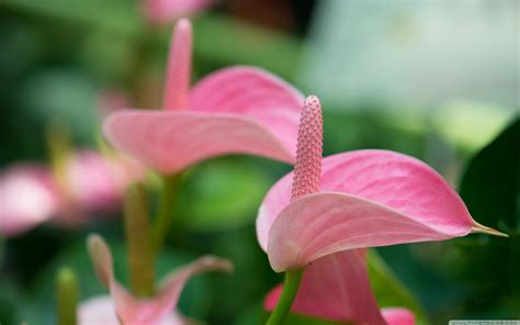 Anthurium Wallpapers Top Free Anthurium Backgrounds Wallpaperaccess