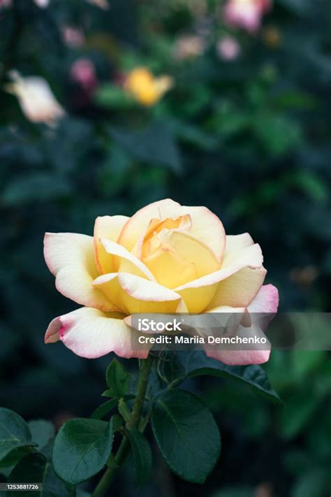 어두운 녹색 잎과 정원에서 다른 꽃의 흐릿한 배경에 흰색 노란색 장미 꽃 세로 사진 0명에 대한 스톡 사진 및 기타 이미지 0명 개화기 계절 Istock