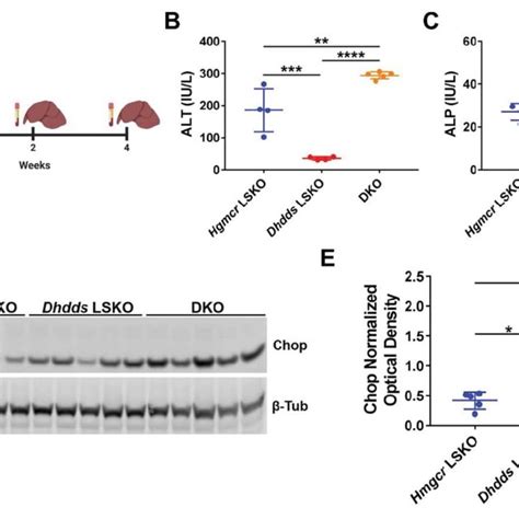 Mevalonate Pathway Inhibition Of HMG CoA Reductase By Statins Reduces