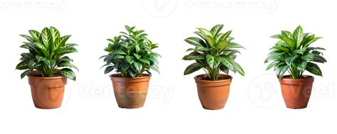 Indoor Plants In Terracotta Pots Png