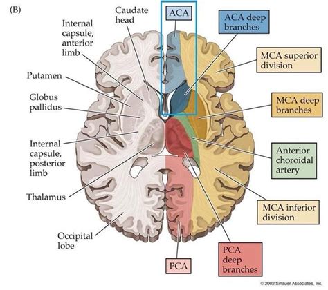 76 Usmle Step 1 Preparation Forum Arteries Anatomy Medical Anatomy