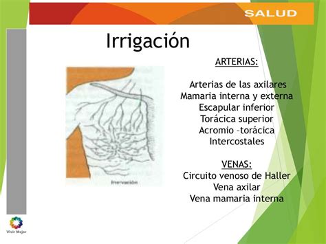 Anatomía Y Fisiología De La Glándula Mamaria