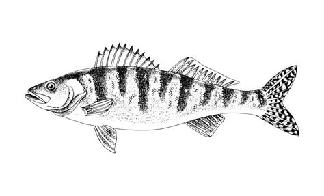 Moreno O Piñón Amarillo Pescado De Agua Dulce Ilustración del Vector