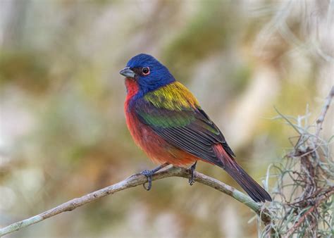 What Birds Have Red Breasts At Mary Lockridge Blog