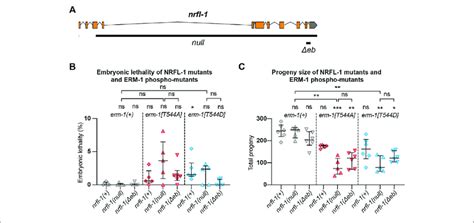 Nrfl 1 Cooperates With Erm 1 C Terminal Phosphorylation A Gene Download Scientific Diagram