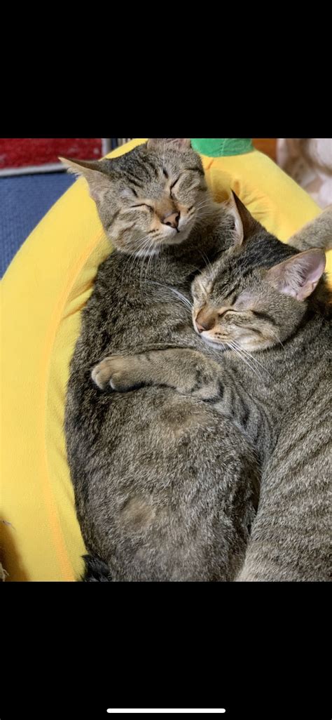 【沖縄から発信】多頭飼育崩壊宅からレスキュー ぽちとたま