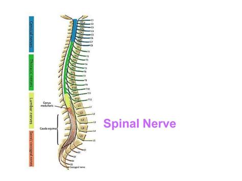 Anatomy Classification Of Spinal Nerves Pptx