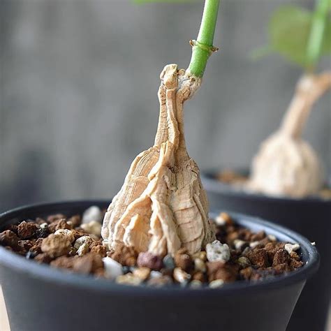 Caudex Plants My Home Nature