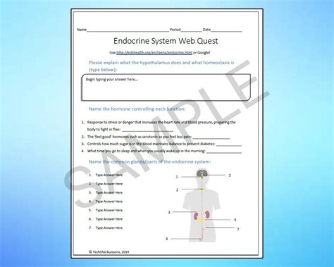 Endocrine System Science Webquest Internet Activity Editable Digital