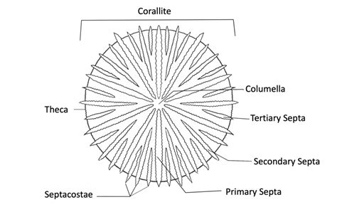 Microscopic Anatomy Coral Disease Health Consortium
