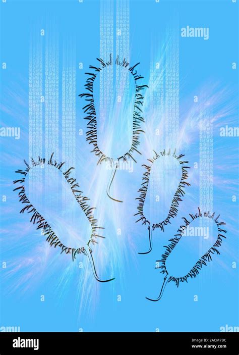 Bacterial Computing Conceptual Artwork Escherichia Coli Bacteria Four Shown With Data