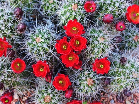 Claret Cup Cactus Information Tips For Growing Claret Cup Cacti