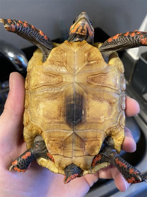 Is This Early Shell Rot R Tortoise