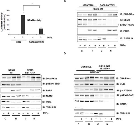 Figure 3 From Ikkγnemo Localization Into Multivesicular Bodies