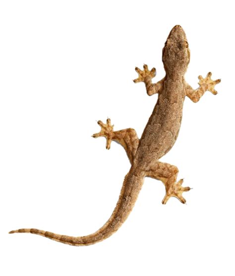 Lizard PNG Transparent Images