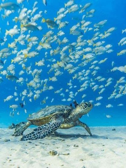 A Sloth Can Hold Its Breath For 40 Minutes Underwater And 6 Other Facts