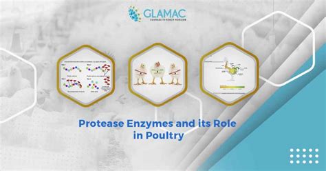 Best Feed Additives Poultry Company In India