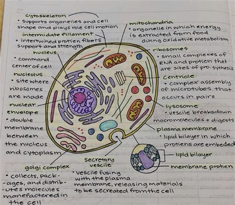 Prokaryotic Cell Cellular Structure Classroom Poster Fine Art Paper