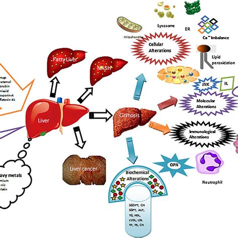 Biochemical Indicators Of Hepatotoxicity Arrow Indicates Elevated