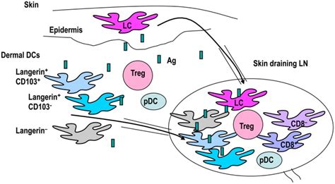 The Classification Of Skin Dc Subsets Skin Dcs Are Epidermal