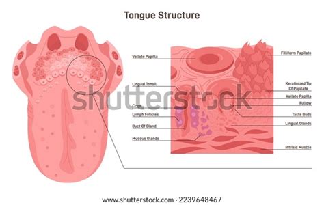 Human Tongue Structure Muscular Organ Papillae Stock Vector Royalty Free 2239648467 Shutterstock