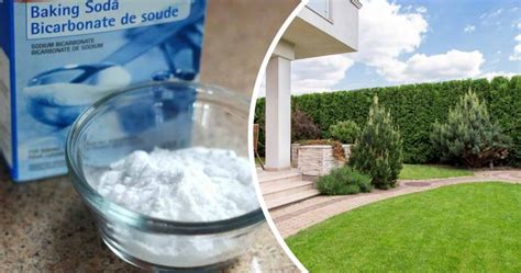 Le Bicarbonate De Soude Au Jardin Les 10 Utilisations Que Vous Ne