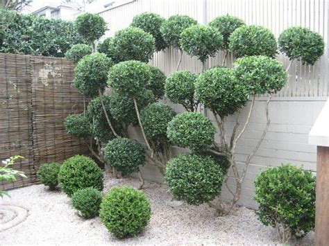 Juniper Topiary Balls Garden Plant