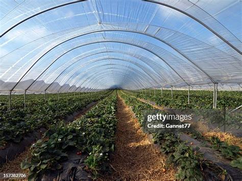 Polyethylene Structure Photos And Premium High Res Pictures Getty Images