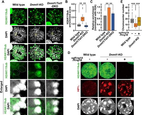 The Critical Role Of Prc1 In The Chromosome Clustering In The Dna