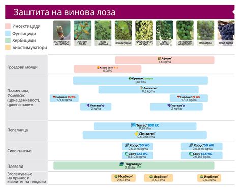 Винова лоза Syngenta