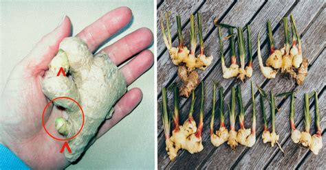 How To Grow An Endless Supply Of Ginger Indoors Using Nothing But A