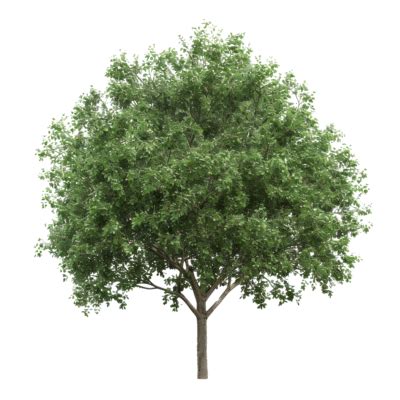White Oak PNGs For Free Download