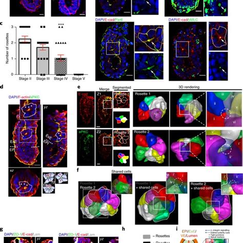 Ecm β1 Integrin During Extra Embryonic Ectoderm And Tscs Download Scientific Diagram